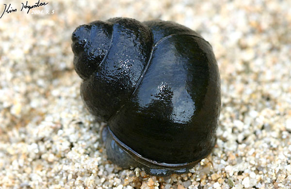 Chinese Mystery Snail (Casa Tortuga) · iNaturalist