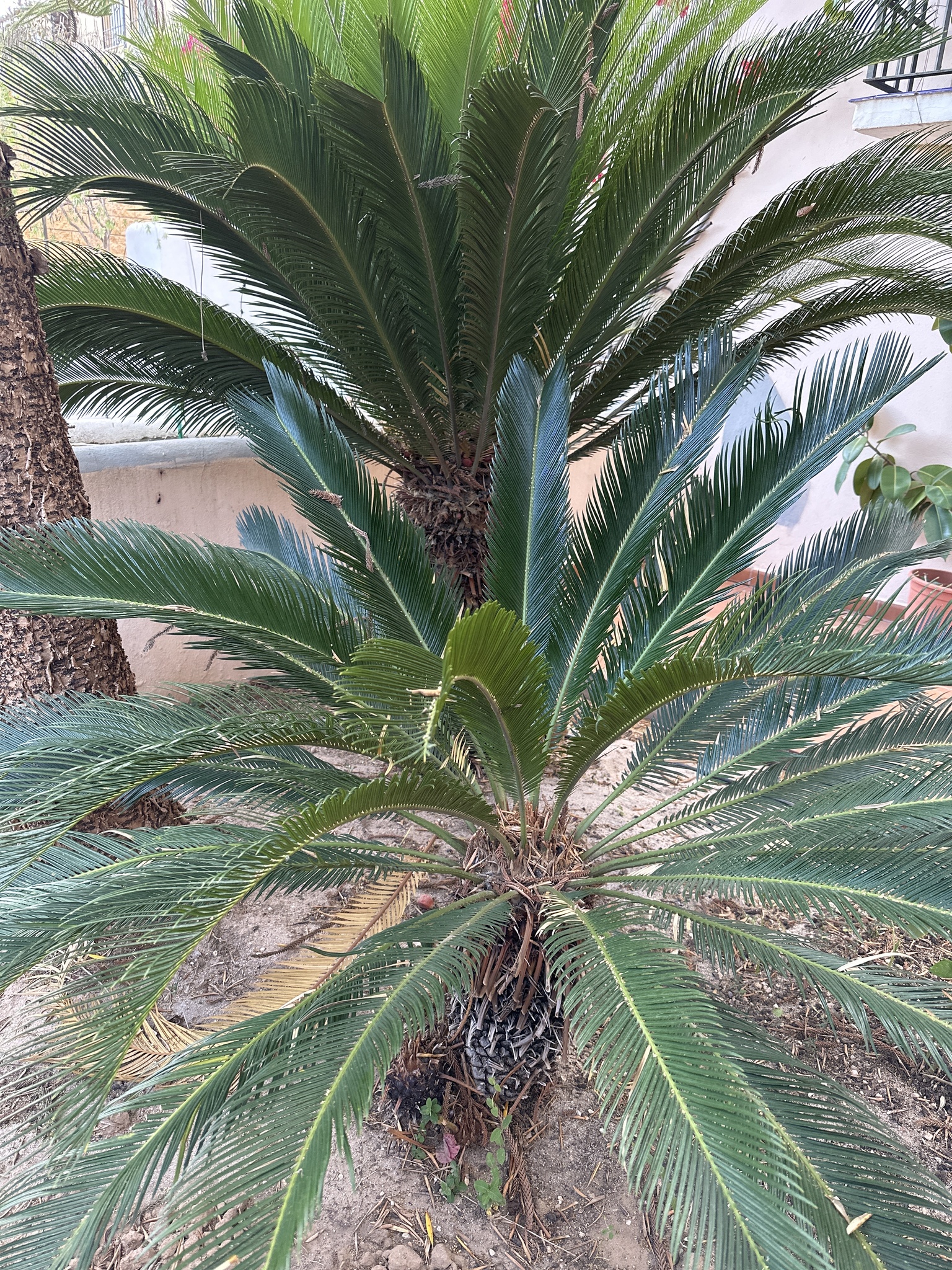 Cycas revoluta Thunb.