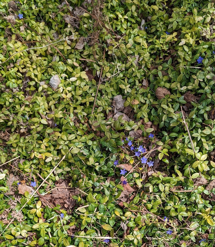 lesser periwinkle from Colby Dr After Bellroyal Ct (6465), Cole Harbour ...