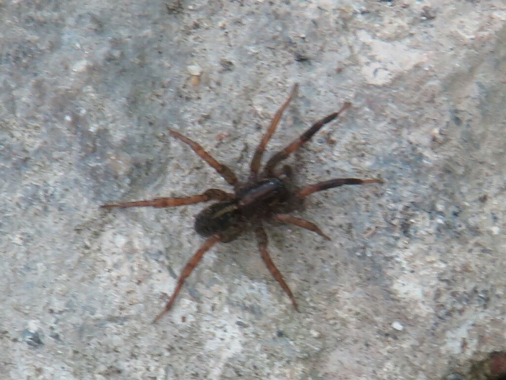 Trochosa from Dornbach, Wien, Österreich on April 30, 2023 at 02:08 PM ...