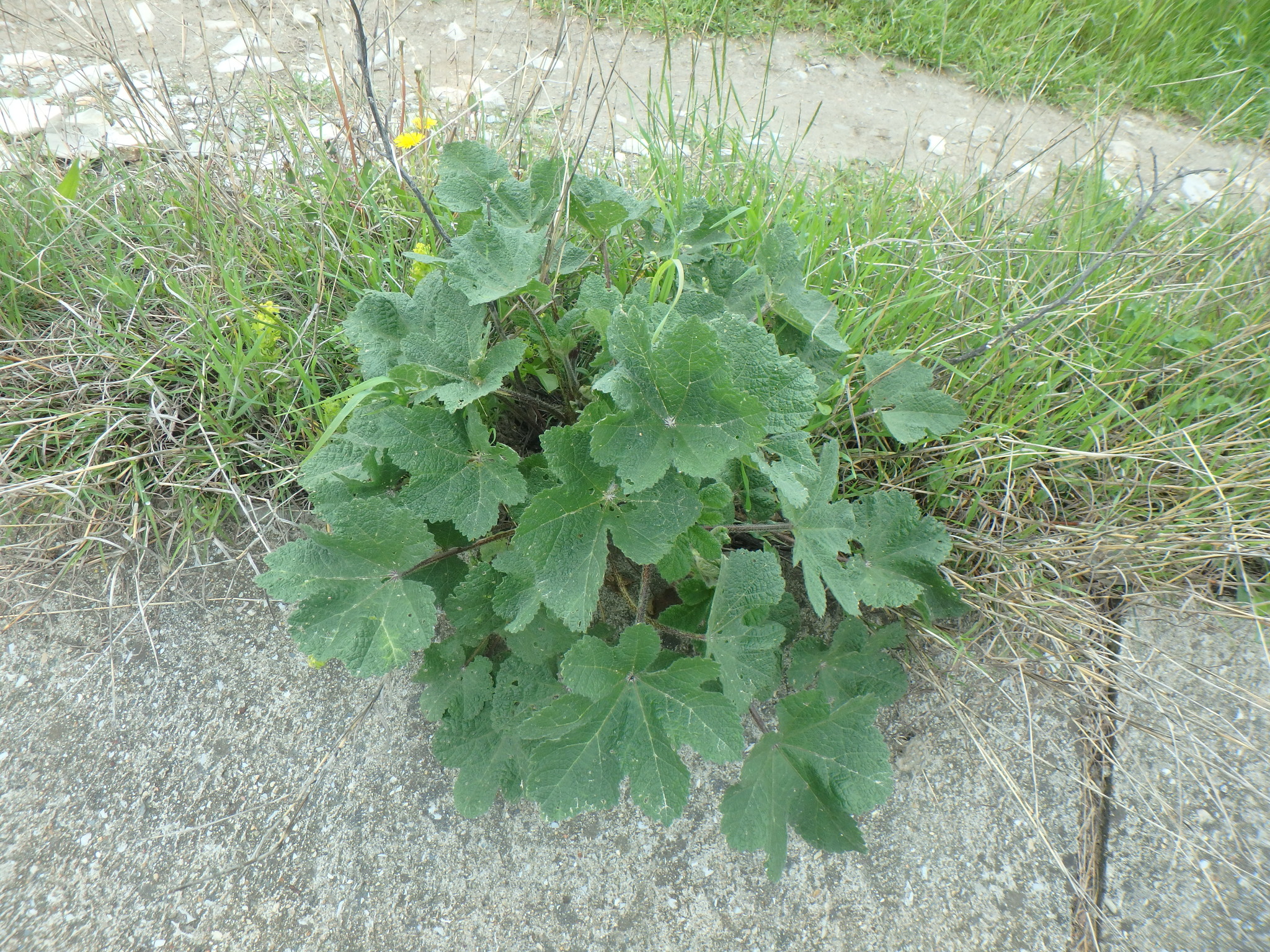 Alcea rugosa Alef.
