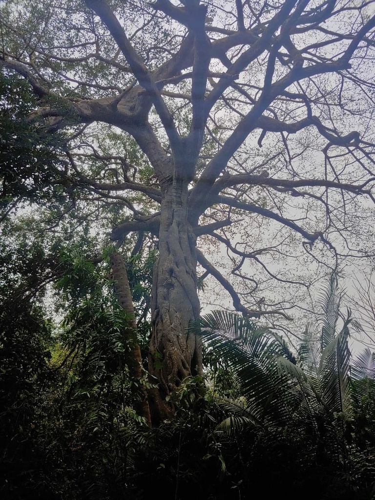 Kapok Tree from Palo María on April 30, 2023 at 07:14 AM by maya_13 ...