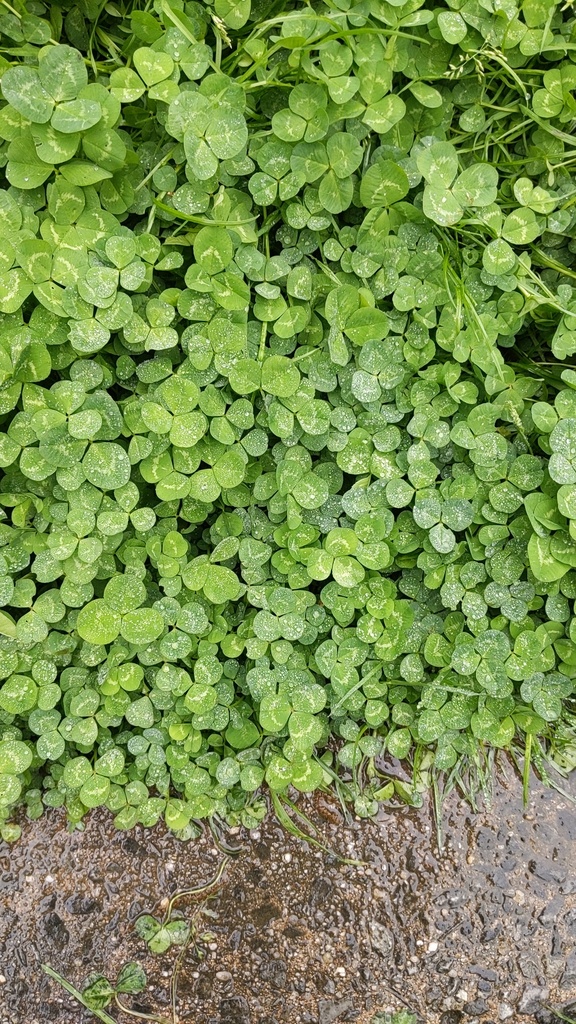 white clover from Bronx, New York, United States on April 30, 2023 at ...