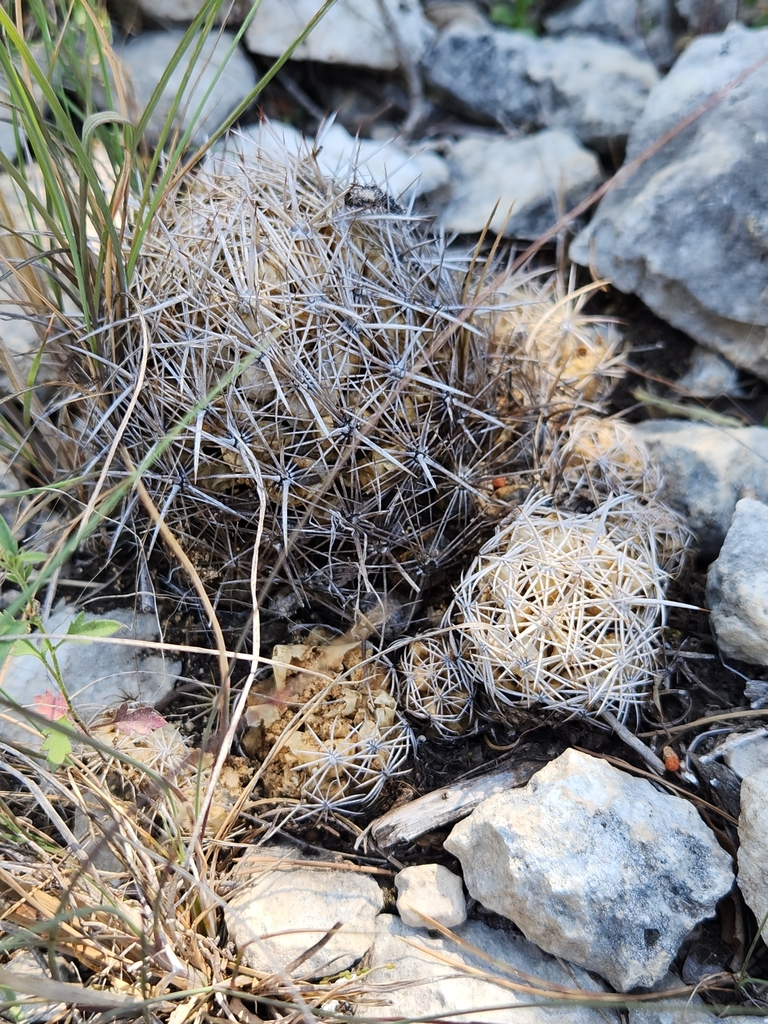 Grooved nipple cactus from Edwards County, US-TX, US on April 30, 2023 ...