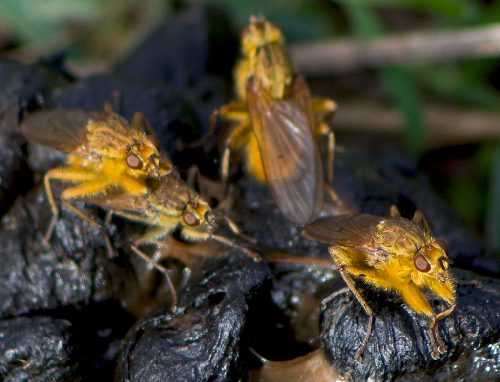 Golden Dung Fly from Primorsko, Bulgaria on October 26, 2018 at 11:48 ...