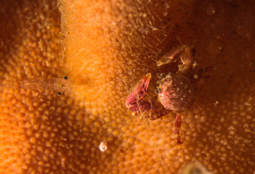Pisidia streptocheles · iNaturalist