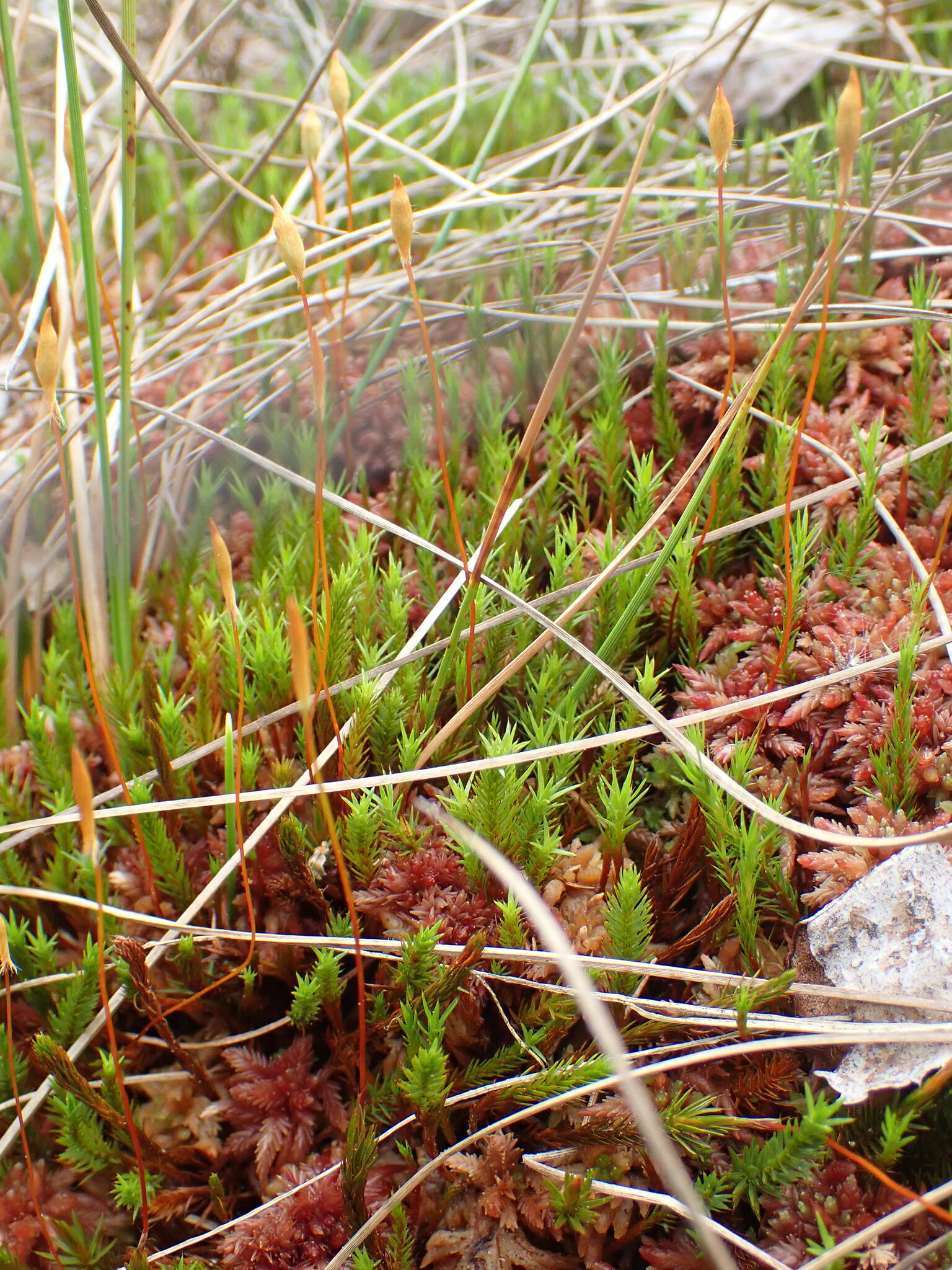 Polytrichum strictum Menzies ex Bridel, 1801