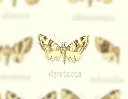 Tripteridia dystacta · iNaturalist