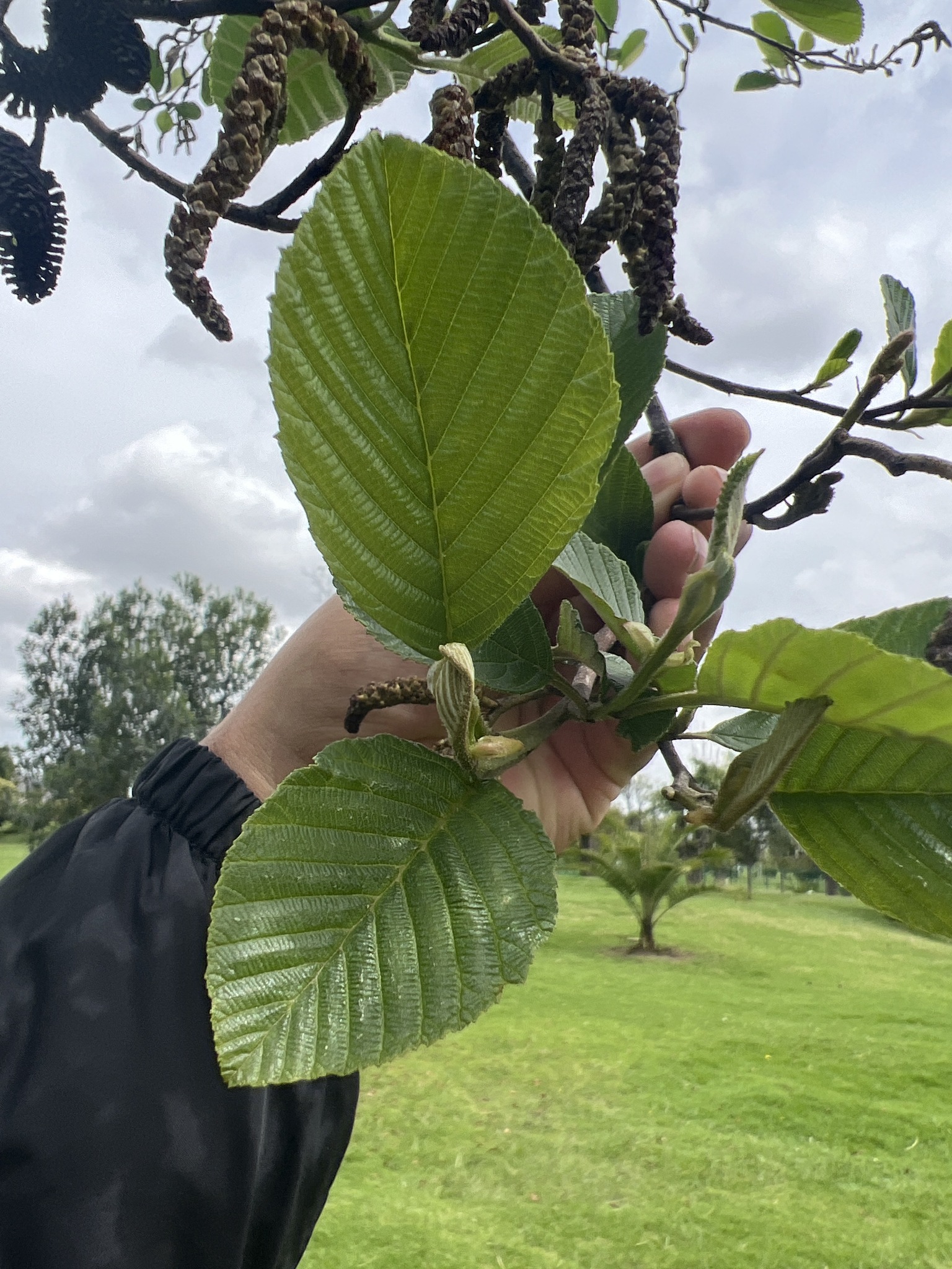 Alnus acuminata Kunth