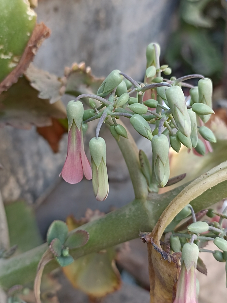 Mother of Thousands in April 2023 by Jennifer Ruelas · iNaturalist