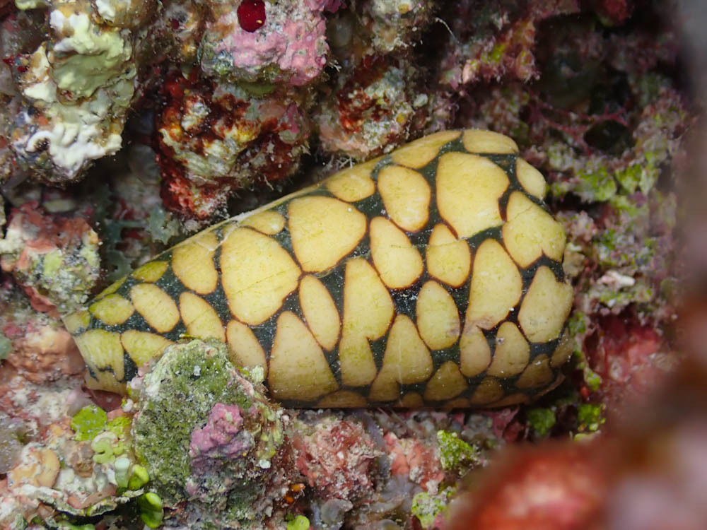 Marble Cone Snail