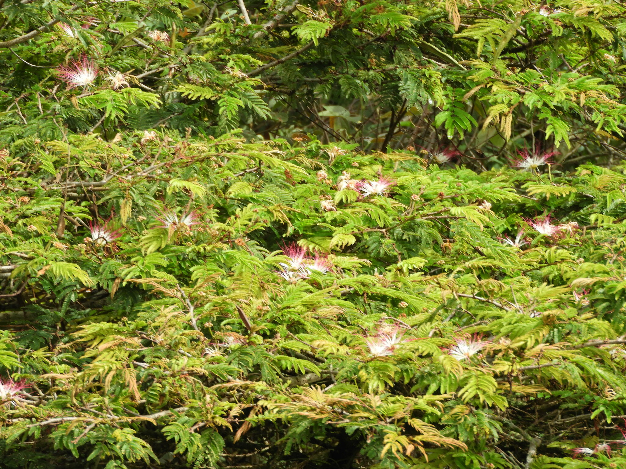 Calliandra pittieri Standl.