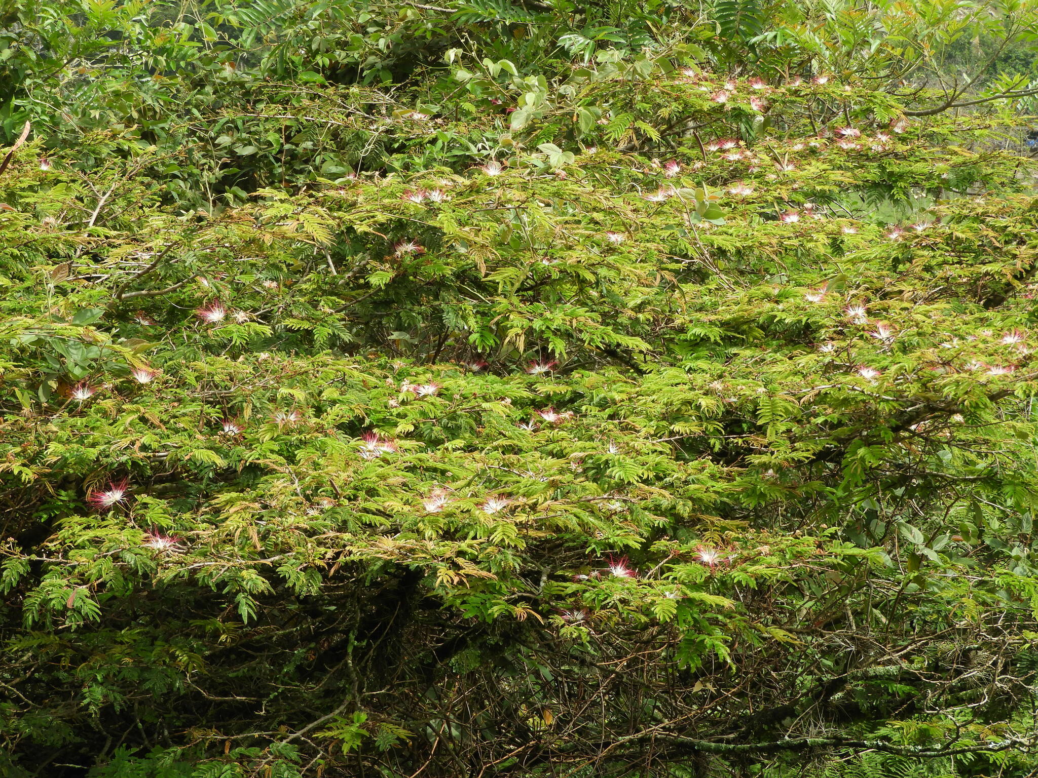 Calliandra pittieri Standl.