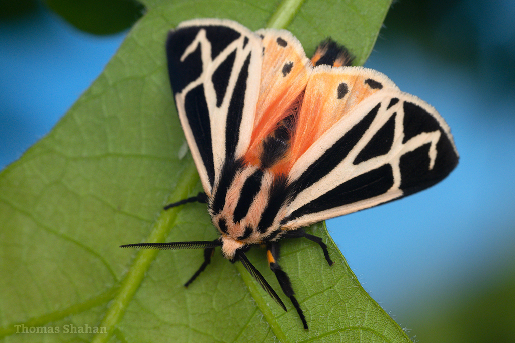 Harnessed Tiger Moth in April 2023 by Thomas Shahan · iNaturalist