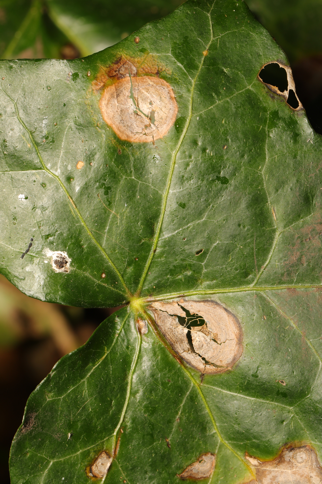 Didymellaceae