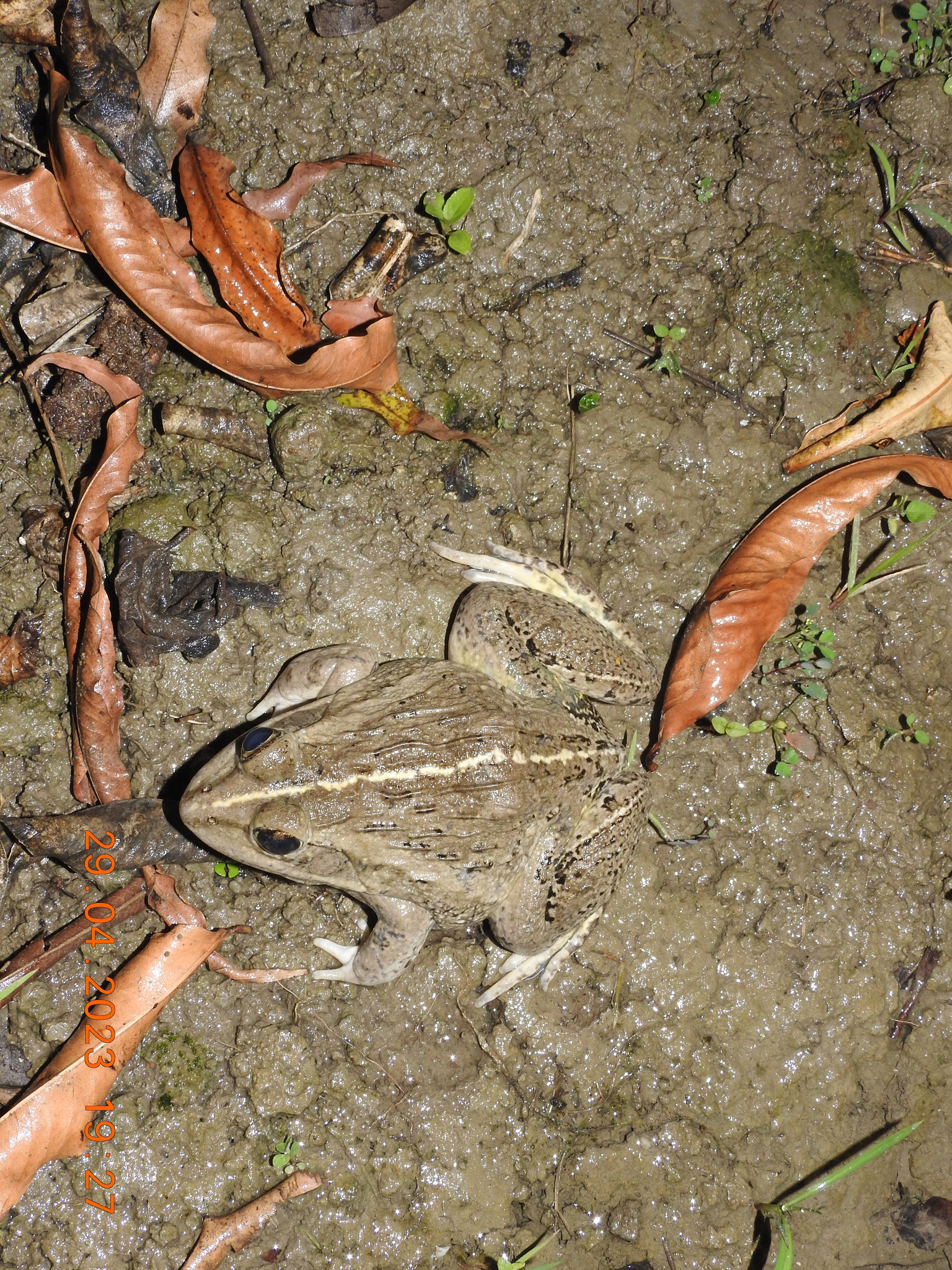 Hoplobatrachus tigerinus (Daudin, 1802)