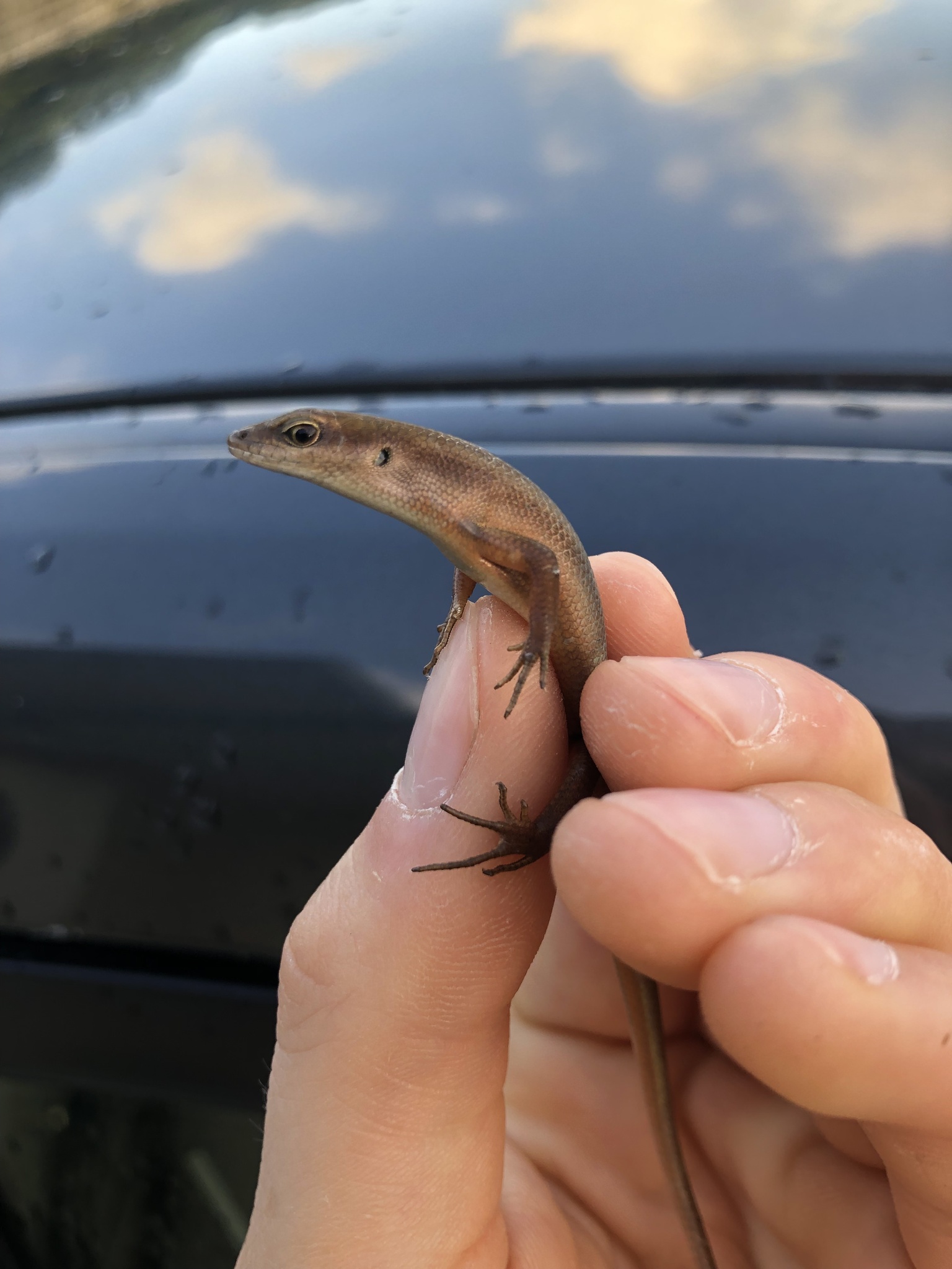 Carlia ailanpalai Zug, 2004