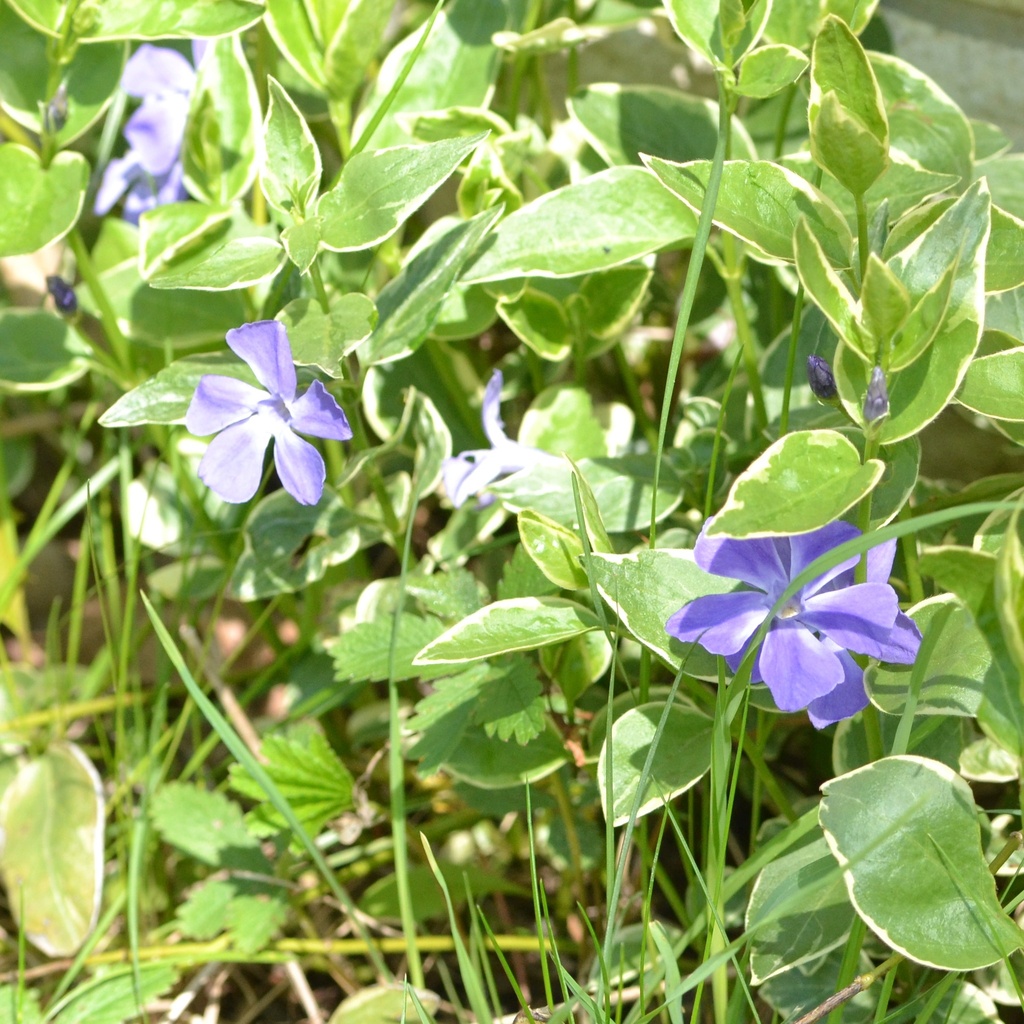 greater periwinkle from 198 00 Praha 14, Česko on April 30, 2023 at 01: ...