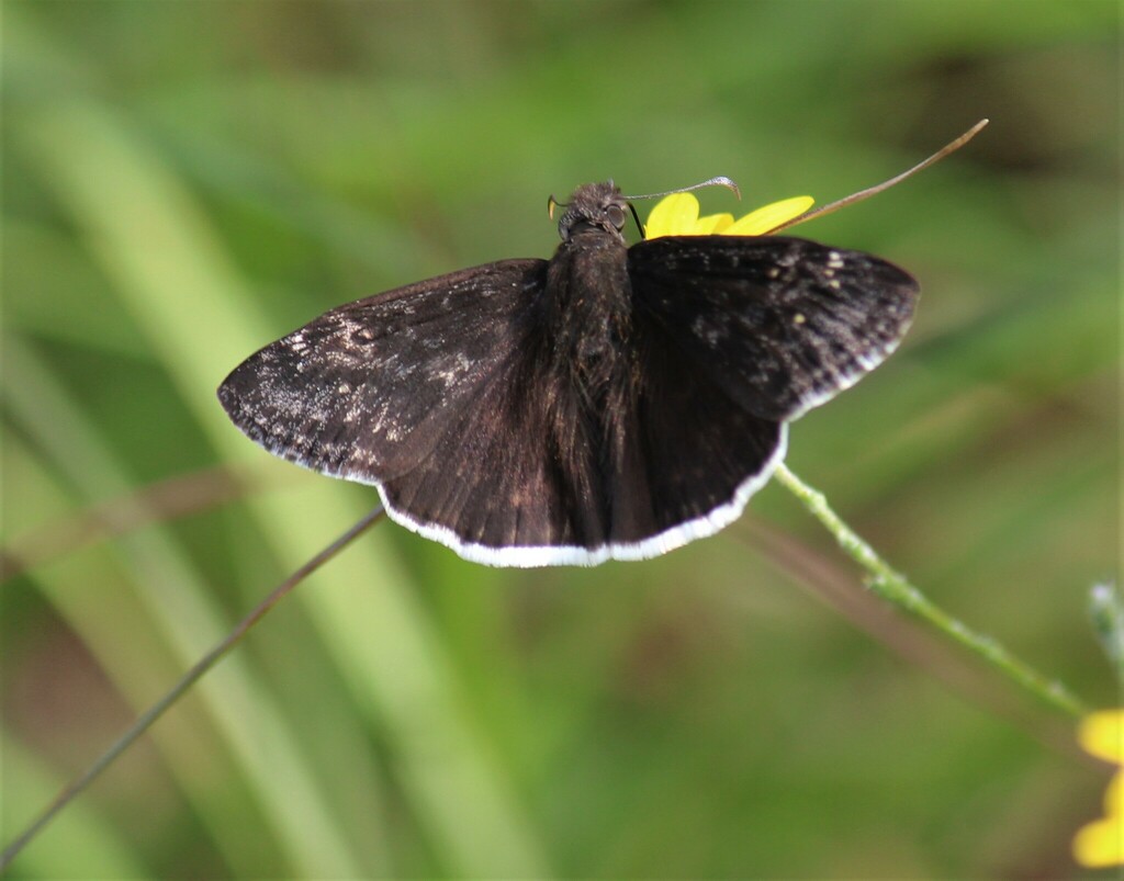Funereal Duskywing from Harris Neck NWR, Barbour River Boat Ramp Meadow ...