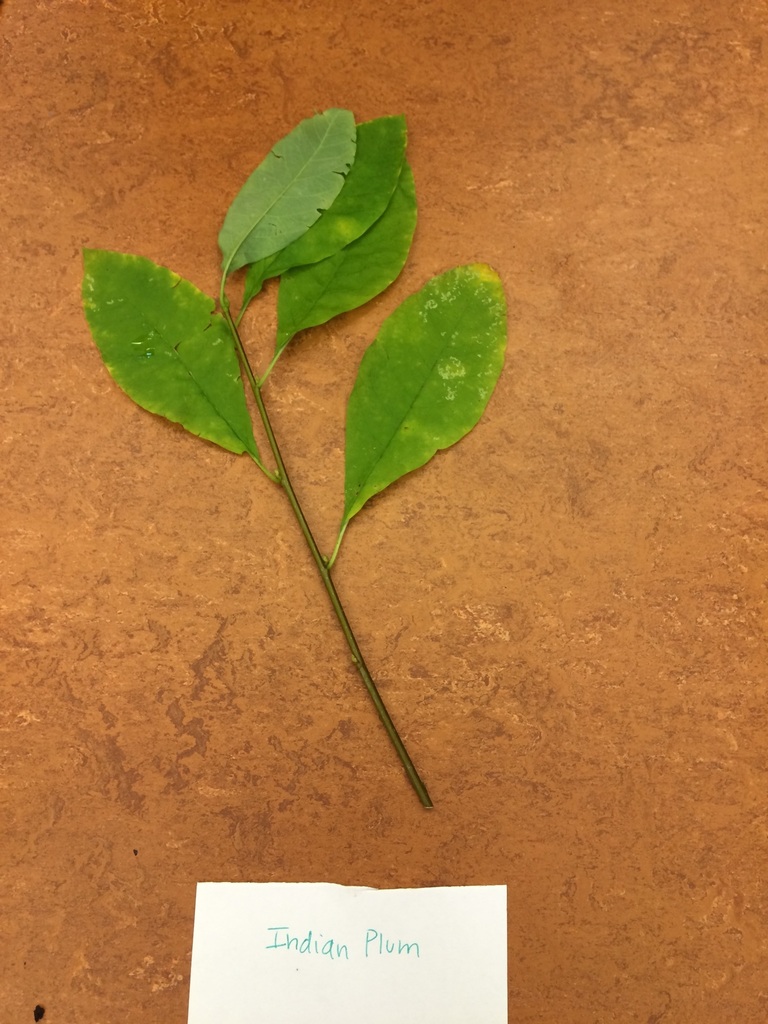 Oso Berry (Edgewood My Plants) · iNaturalist