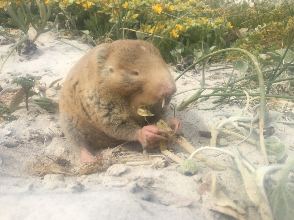 Ctenohystricans (Hystricomorpha) - Know Your Mammals