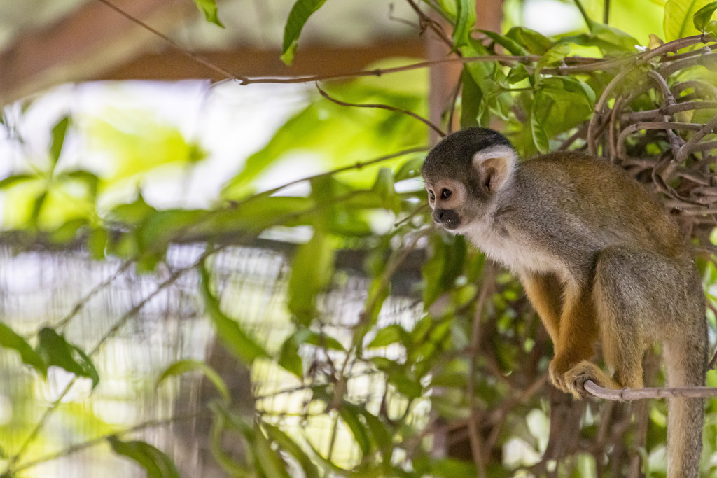 Squirrel Monkeys from Lima, Perú on April 29, 2023 at 02:03 PM by ...