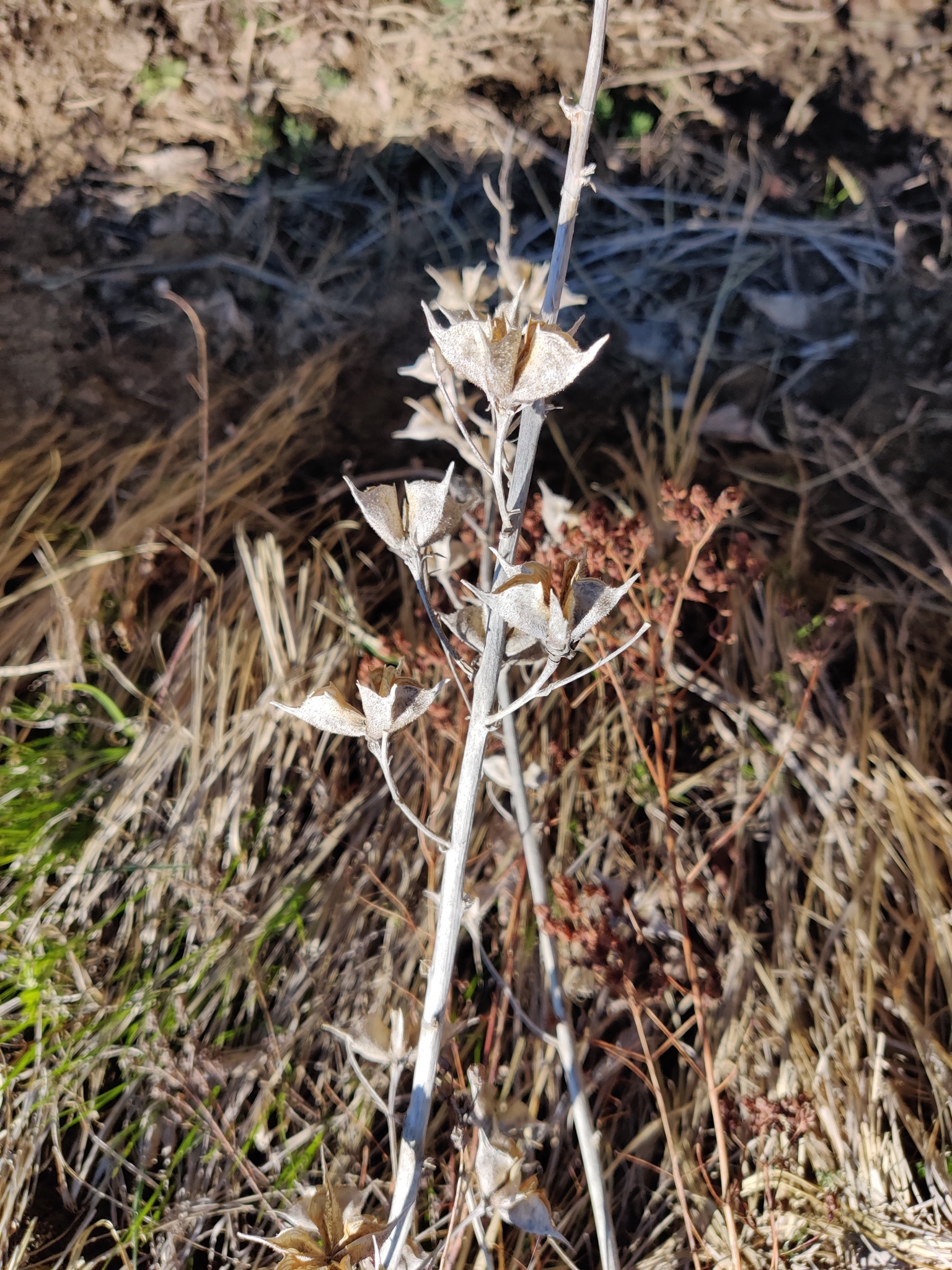 Dictamnus angustifolius G.Don ex Sweet