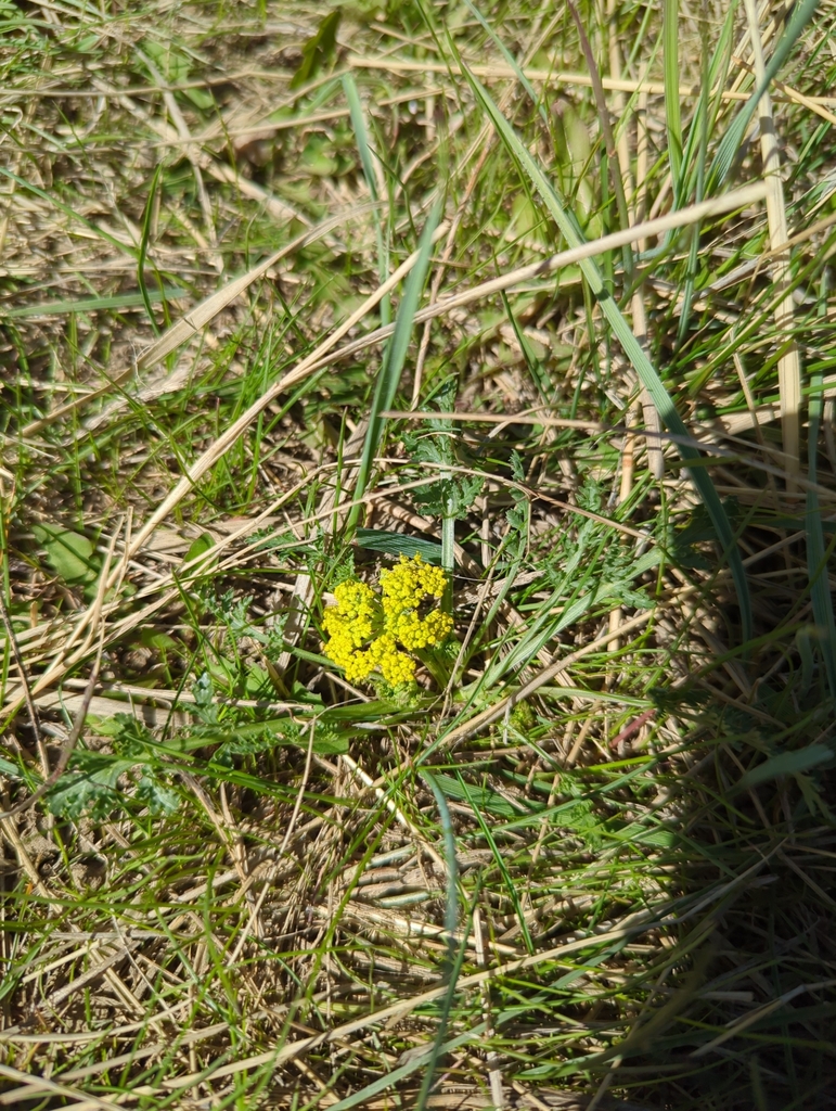 leafy wildparsley from Billings, MT 59101, USA on April 30, 2023 at 01: ...
