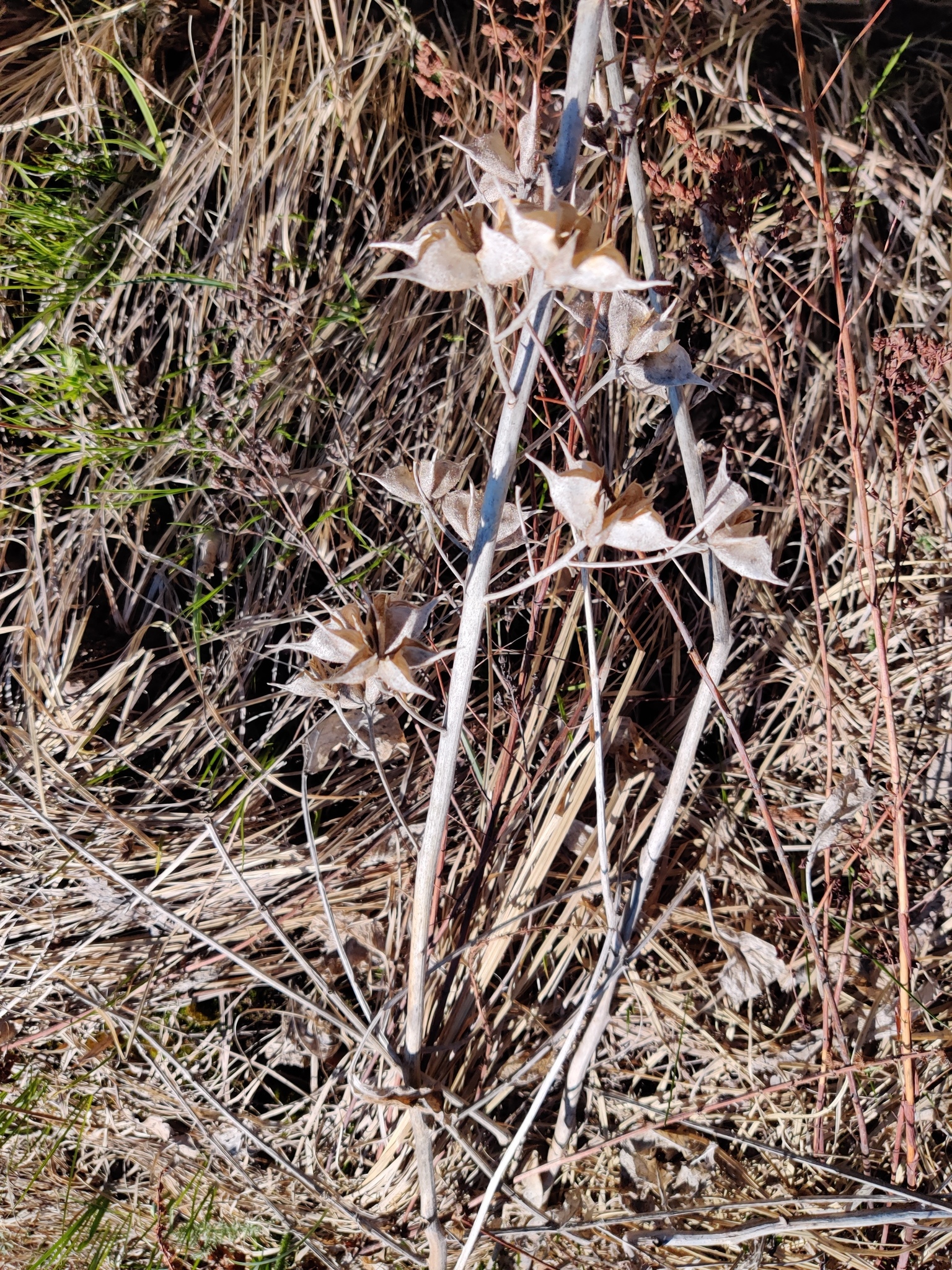 Dictamnus angustifolius G.Don ex Sweet