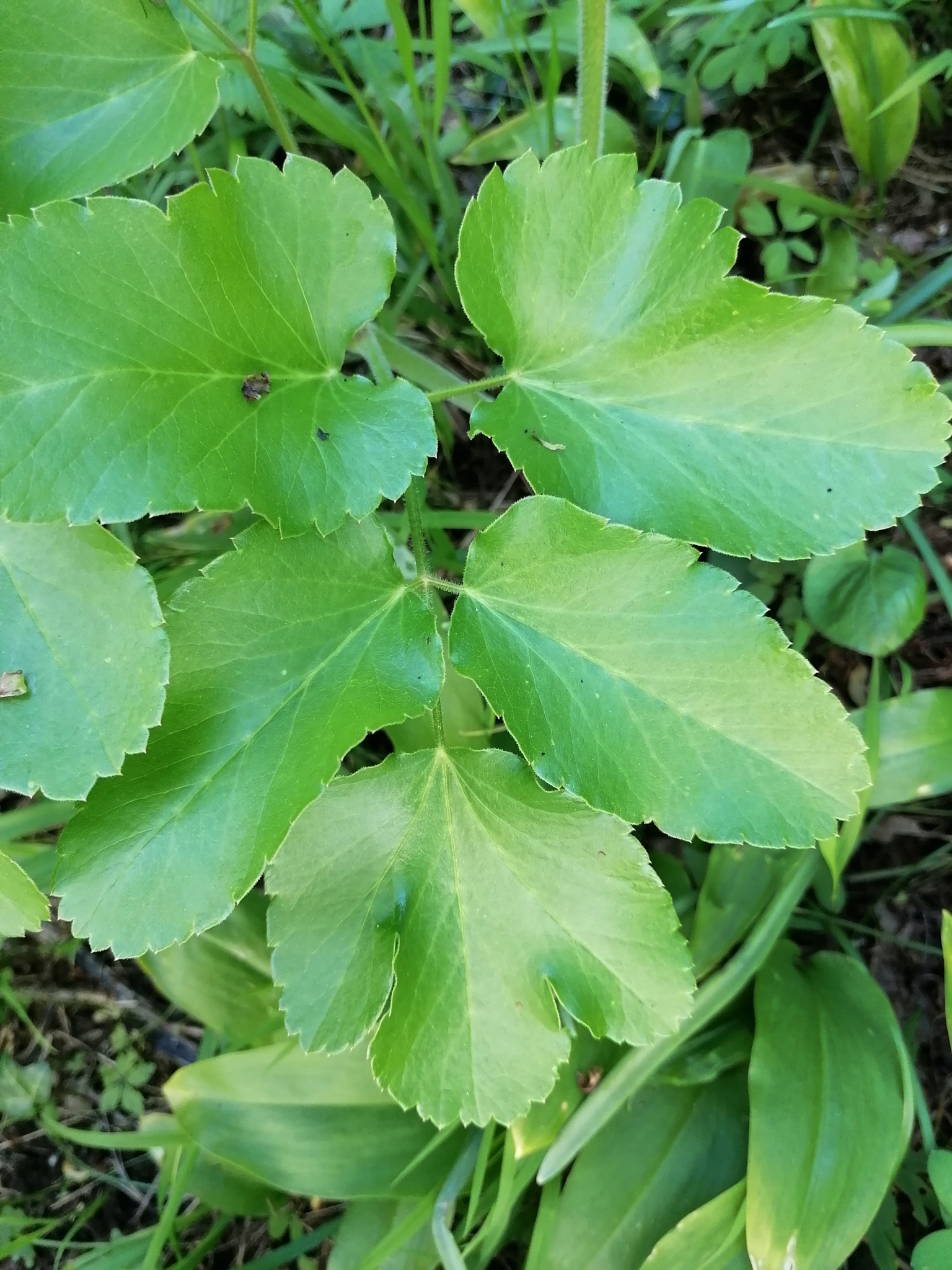 Laserpitium latifolium L.