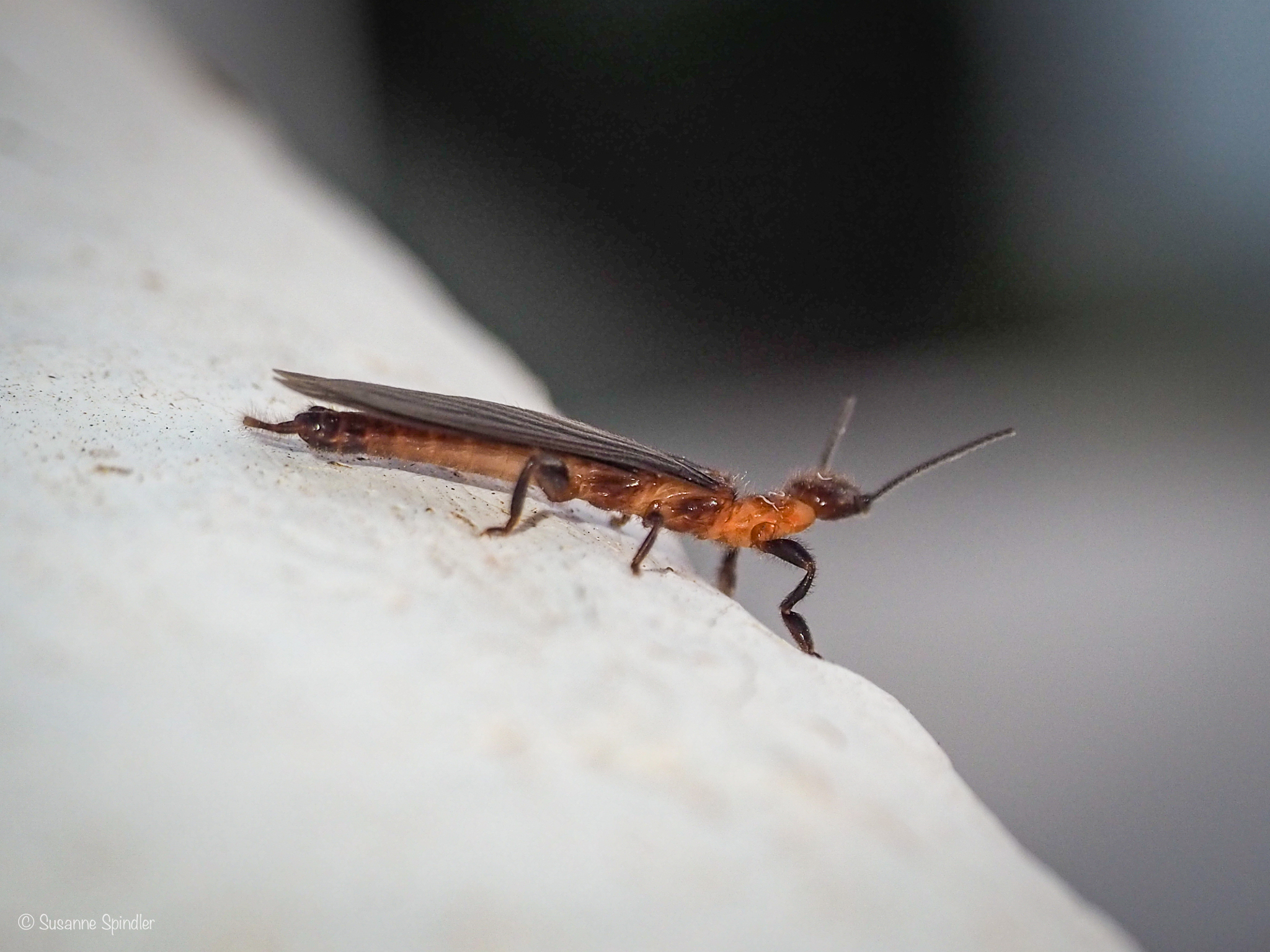 Embioptera