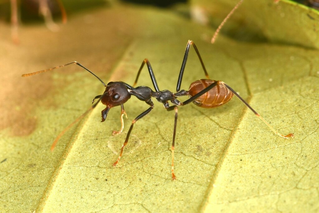 African Weaver Ant from Abidjan, Côte d'Ivoire on April 30, 2023 at 11: ...