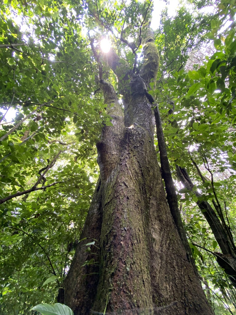 Cedrela tonduzii from San Rafael, Heredia, CR on April 30, 2023 at 11: ...