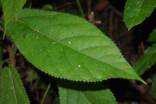 Hairy Fig (Ficus simplicissima) · iNaturalist
