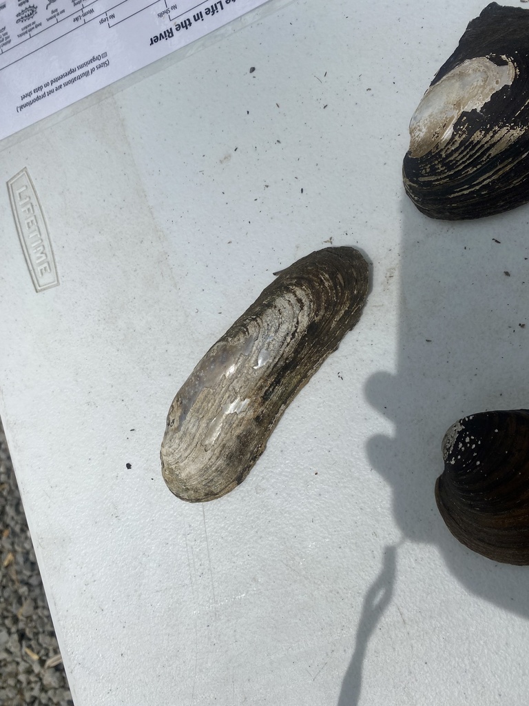 Spectaclecase in April 2023 by Aubree Parkinson · iNaturalist