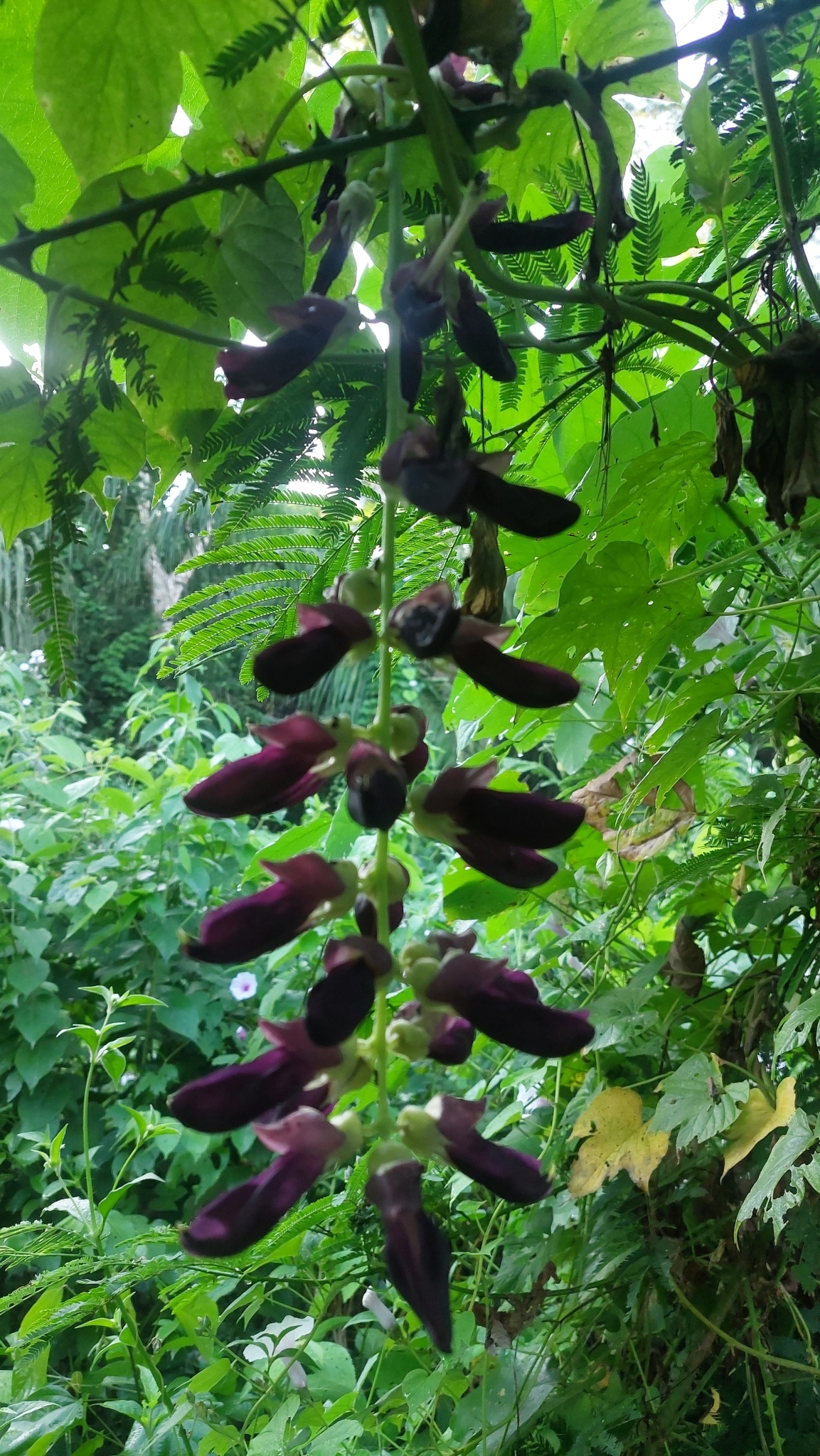 Mucuna pruriens (L.) DC.