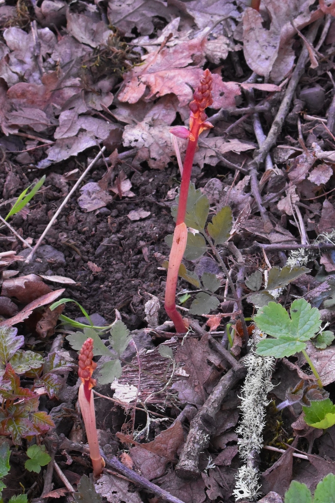 Striped Coralroot in April 2023 by Gail. Corallorhiza striata striped ...