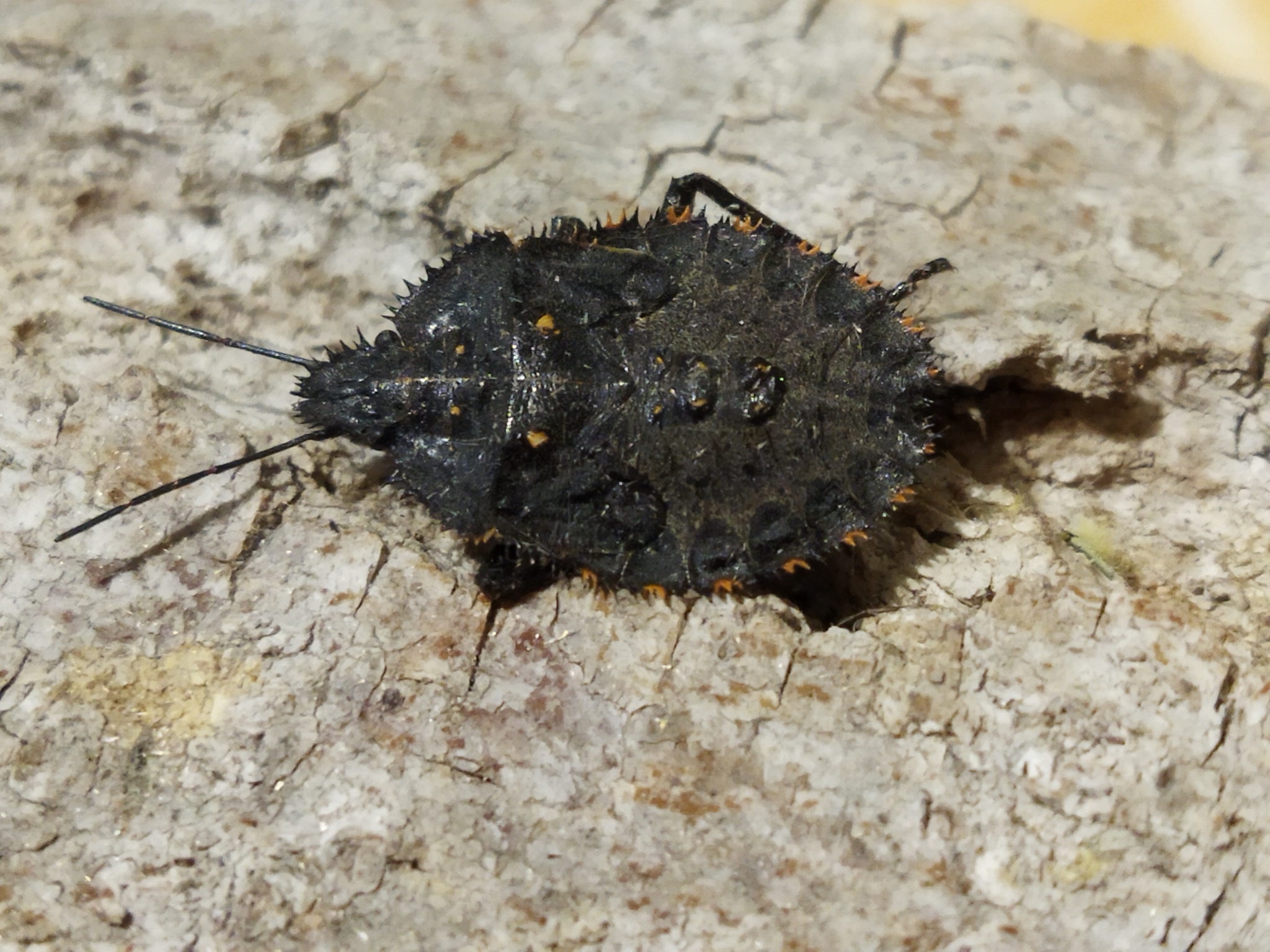 Mustha spinosula (Lefebvre, 1831)