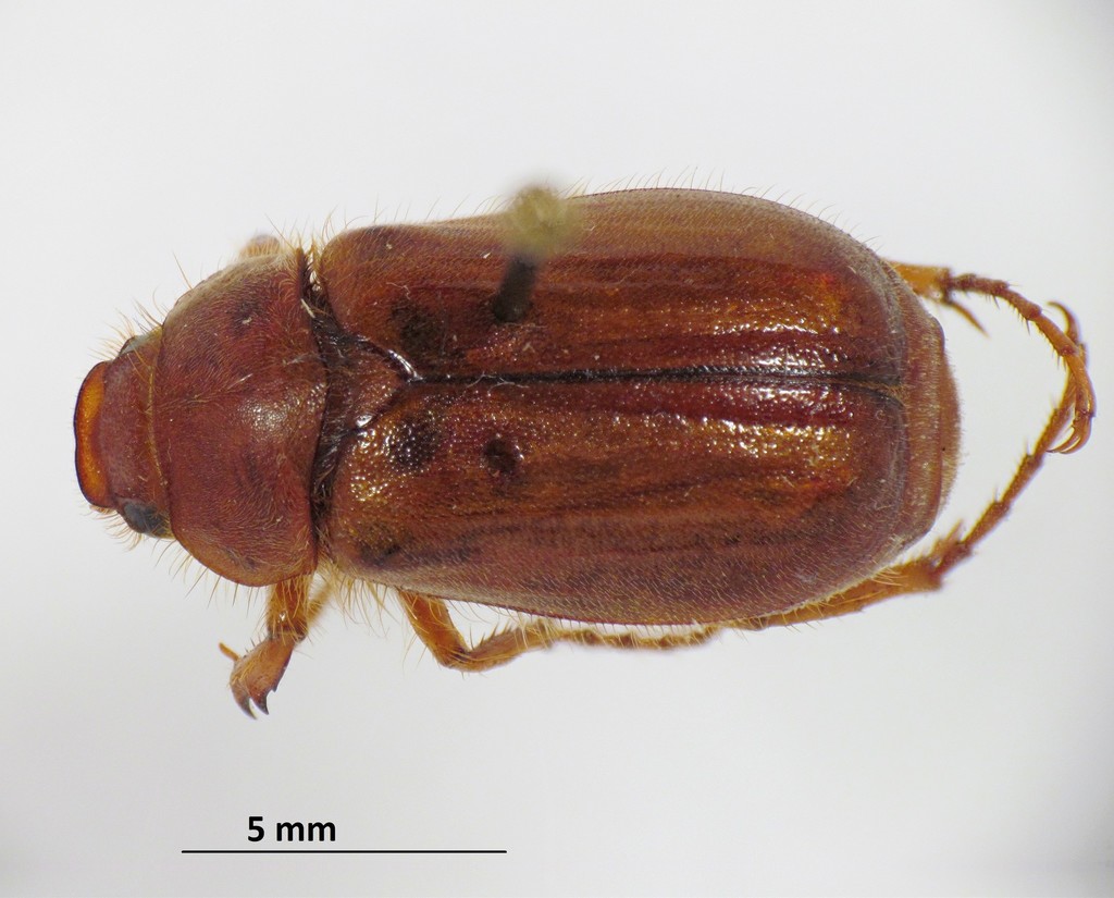 European Chafer from Valcourt, QC J0E 2L0, Canada on July 14, 1994 by ...