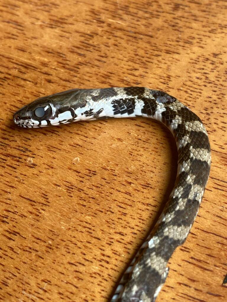 Boddaert's Tropical Racer from Municipio Carrizal, Miranda, Venezuela ...