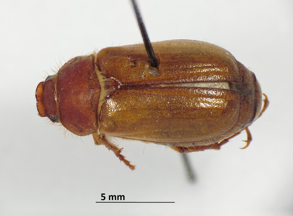 European Chafer from Saint-Adolphe-d'Howard, QC J0T, Canada on June 25 ...