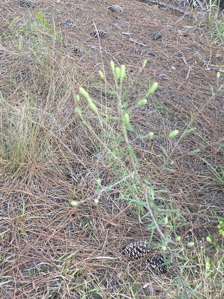 Florida brickell-bush from Zoo Miami, Miami, FL, US on April 28, 2023 ...