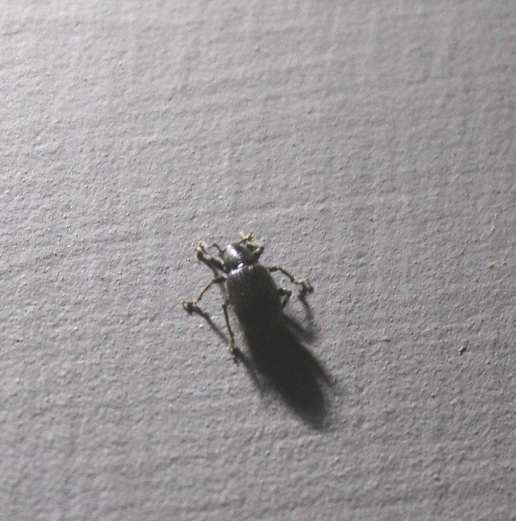 Lilac Root Weevil from Harriet St, Missoula on April 29, 2023 at 08:13 ...