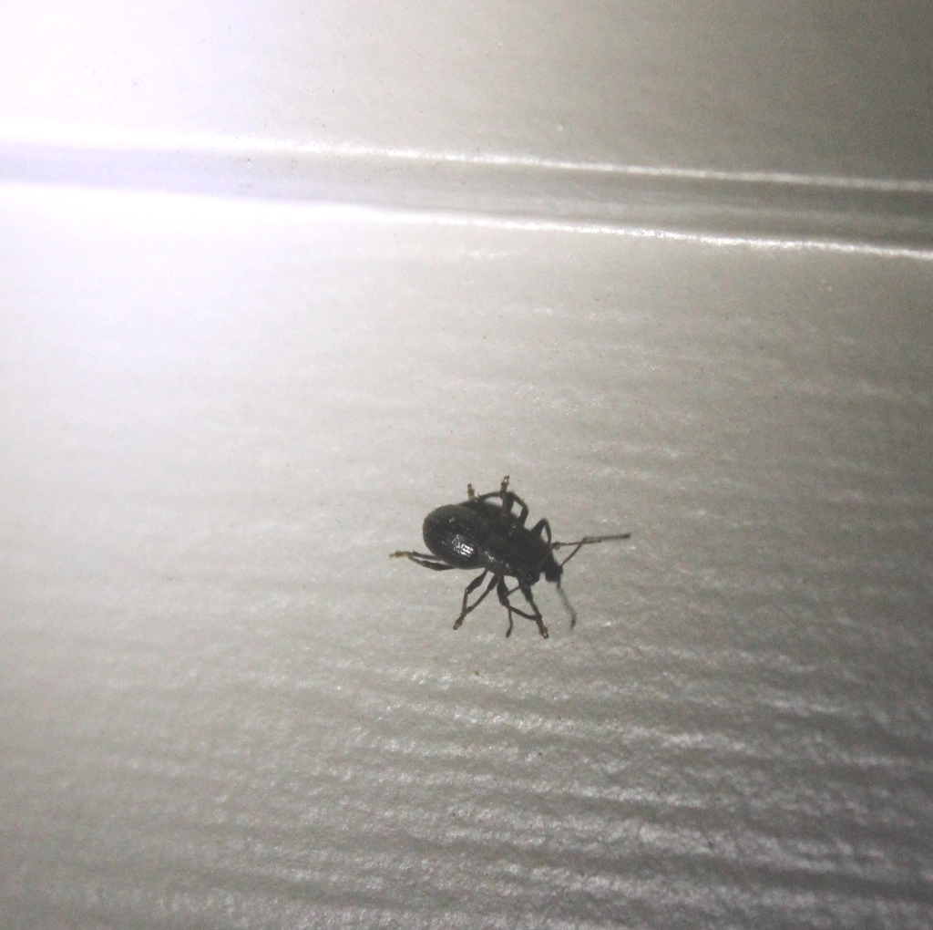 Lilac Root Weevil from Harriet St, Missoula on April 29, 2023 at 08:15 ...