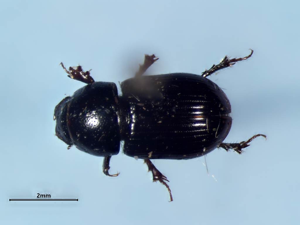 Calamosternus granarius from Orford, QC, Canada on June 1, 1992 by Jean ...