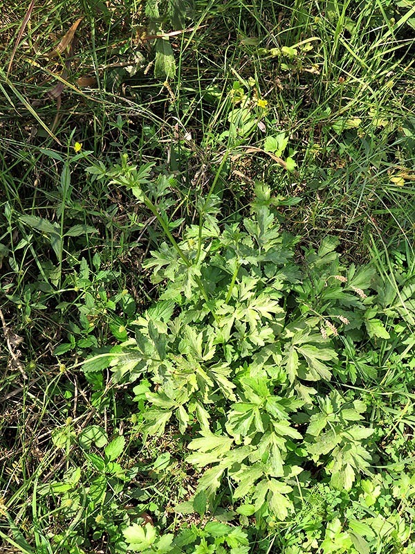 African buttercup (Ranunculus multifidus) - Botanical Realm