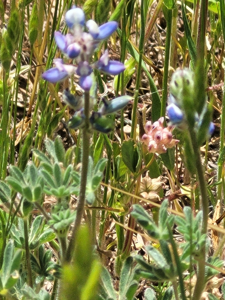Miniature Lupine from Julian, CA 92036, USA on April 30, 2023 at 01:09 ...