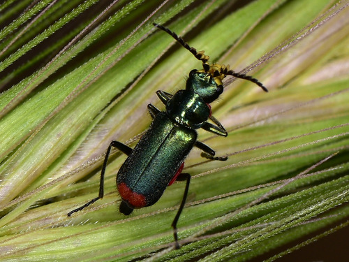 Malachius australis · iNaturalist