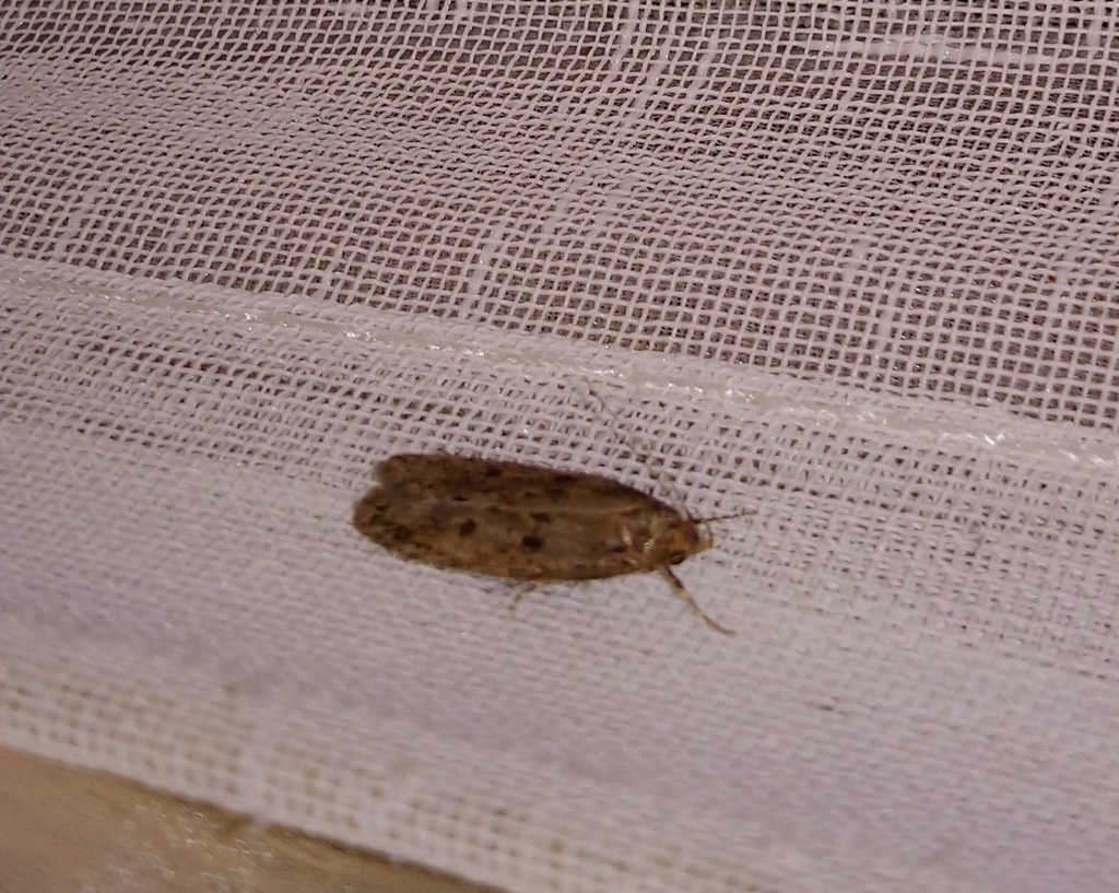 Brown House Moth from Birmingham B38, UK on April 30, 2023 at 09:14 PM ...