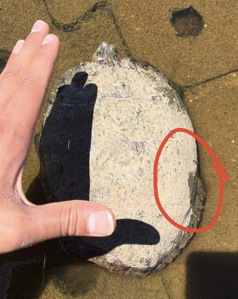 Smooth Turtle Leech from Oakland Dr, Sugar Land, TX, US on May 25, 2017 ...